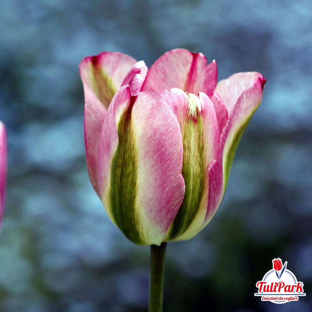 Midori (Verde Rosa) | TuliPark® - Vendita bulbi di tulipano online