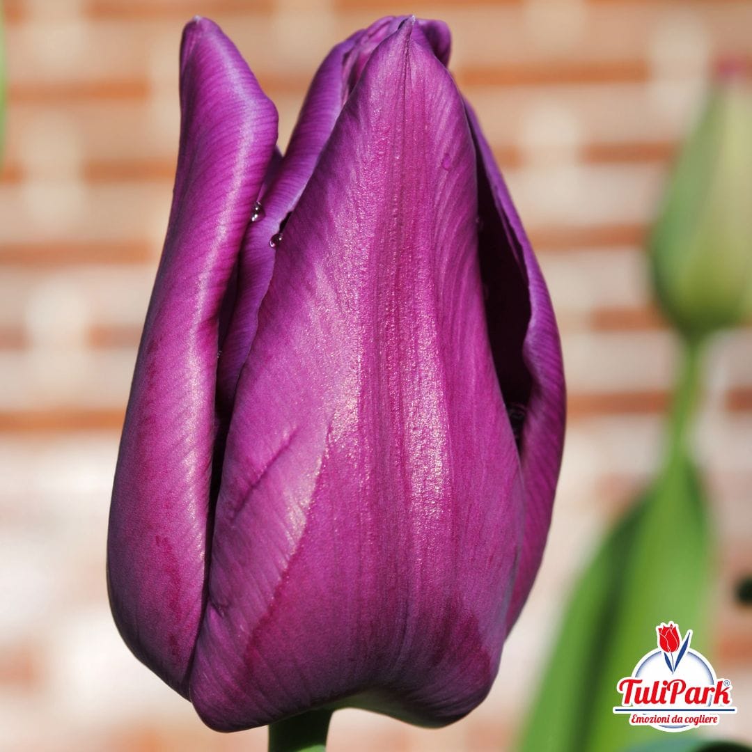 Carruba | TuliPark® - Vendita bulbi di tulipano online