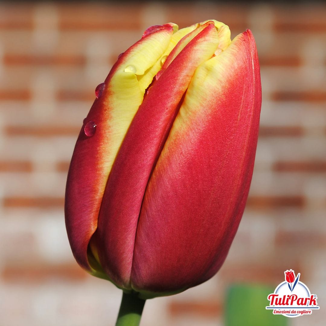 Fireworks | TuliPark® - Vendita bulbi di tulipano online