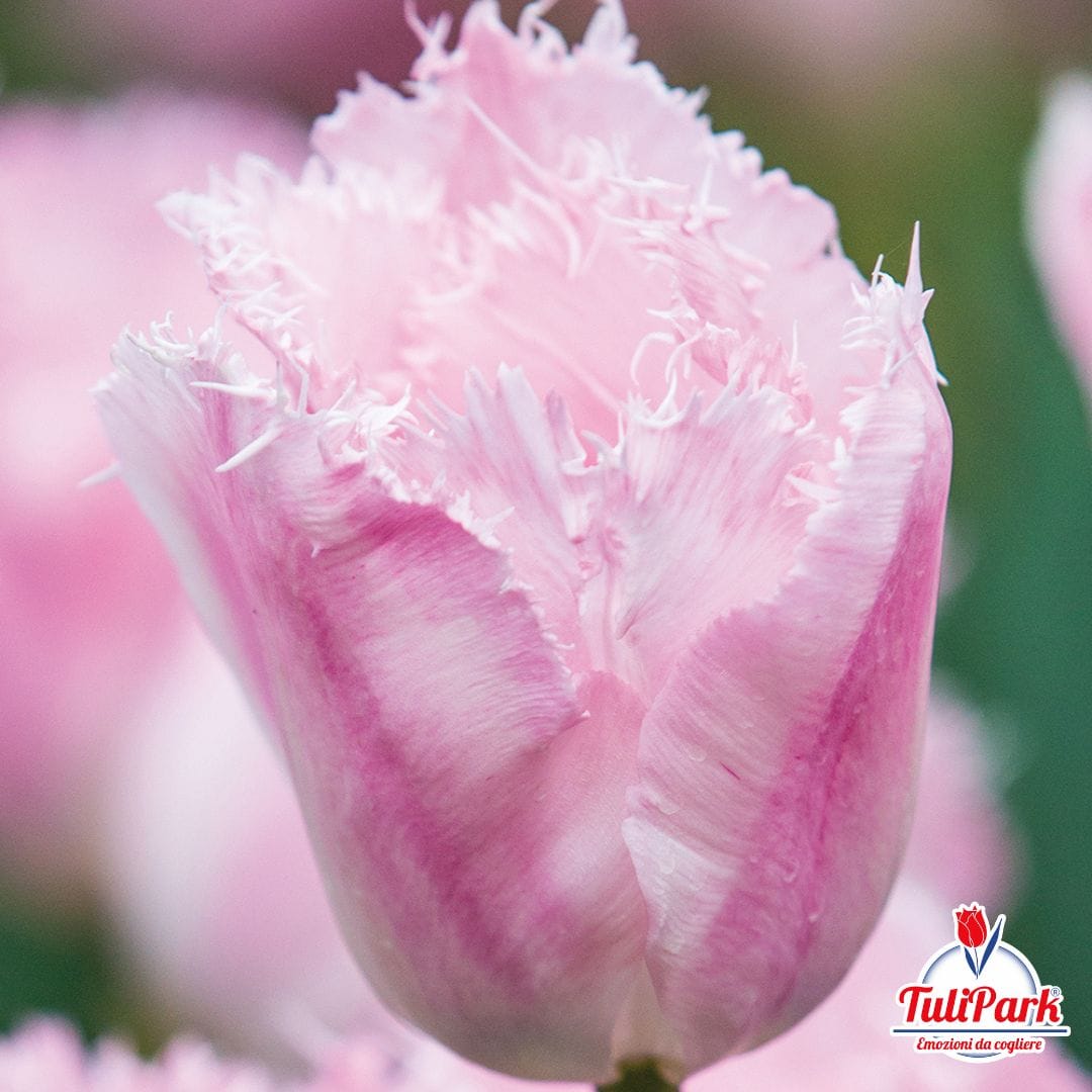 Pink fin - TuliPark® - Vendita bulbi di tulipano online