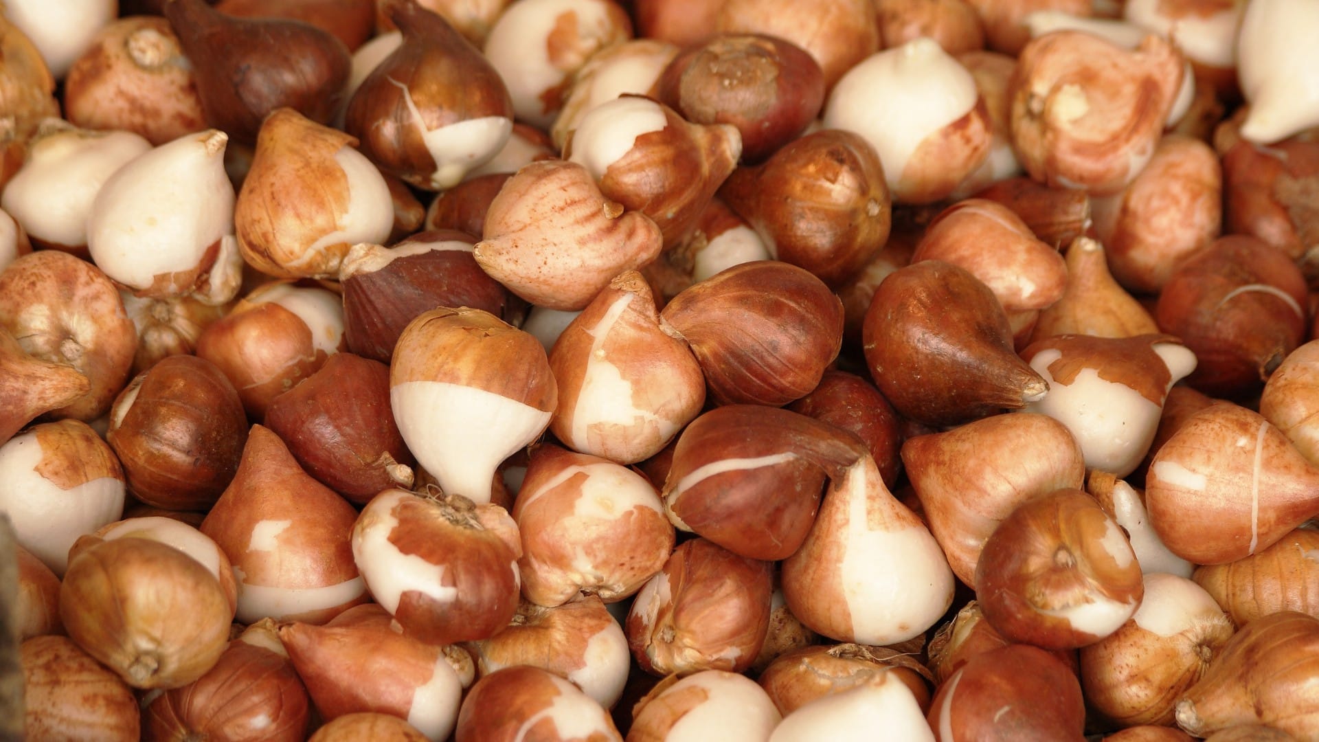 Darwin Hybrid | TuliPark® - Vendita bulbi di tulipano online